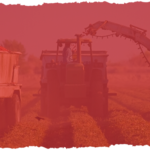 Ingomar Packing – Premium supplier of industrial tomato products